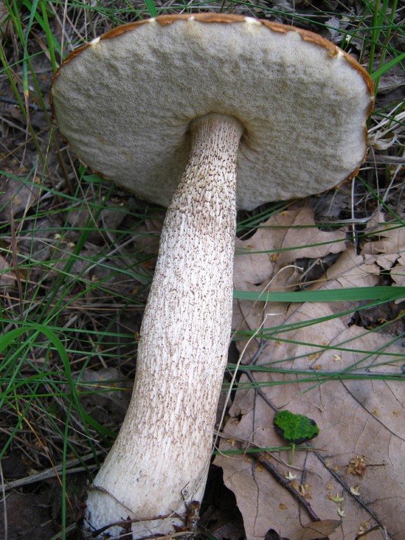 Espen-Rotkappe - Natur im Barnim