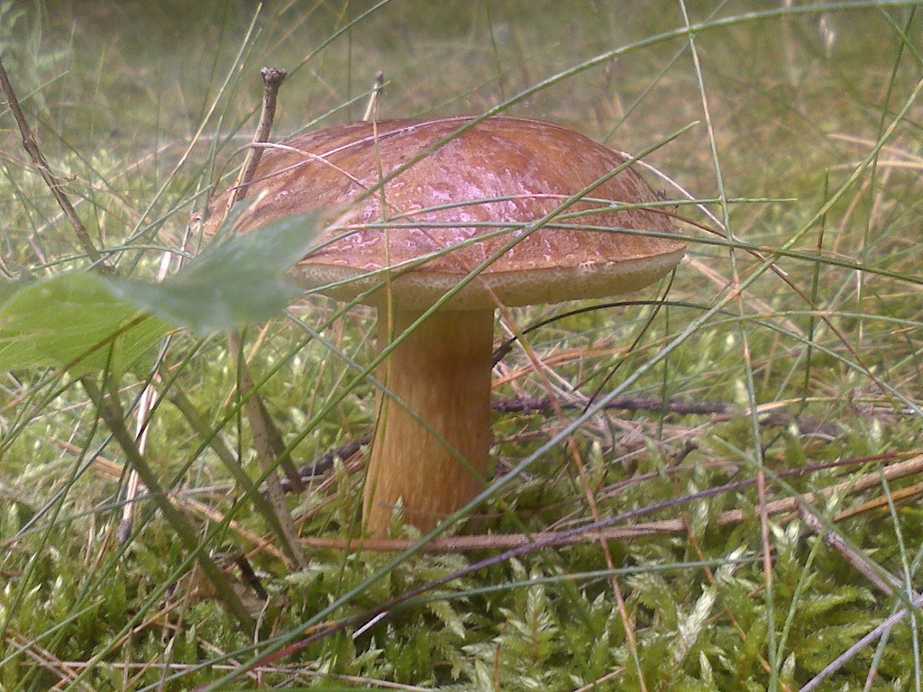 Maronenröhrling, Braunkappe - Natur im Barnim