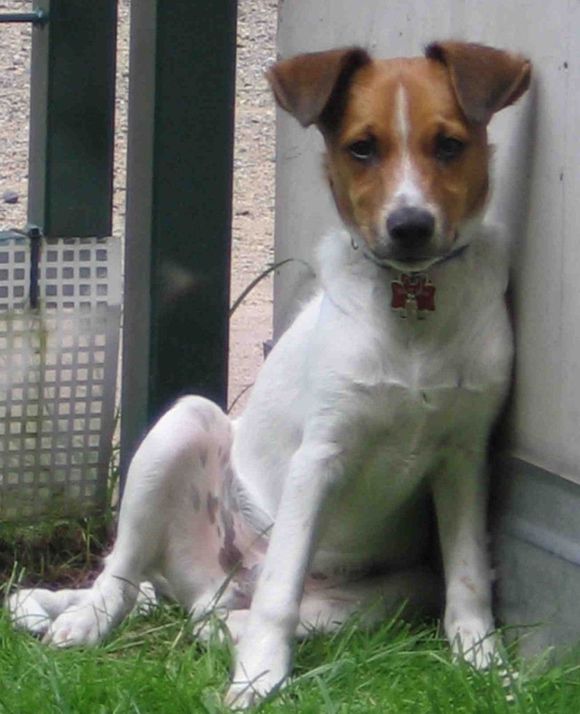 E2-Wurf vom rauhen Stein - kromfohrlaender-vom-rauhen-stein Webseite!