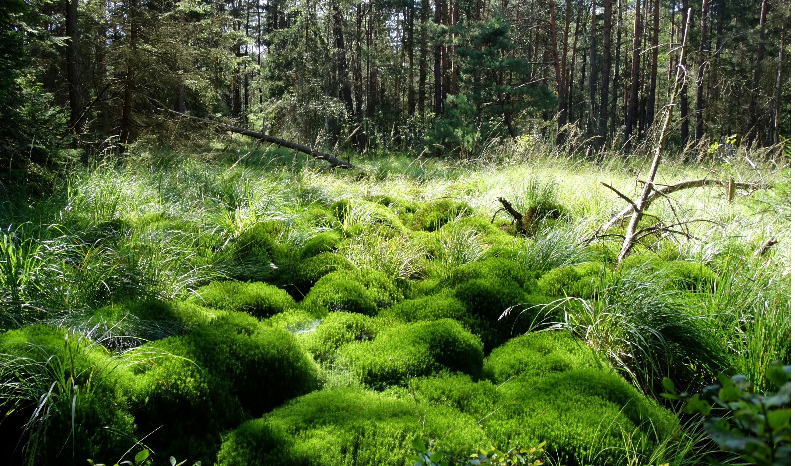 Kontaktdaten: - Wald-Wiese-Moor
