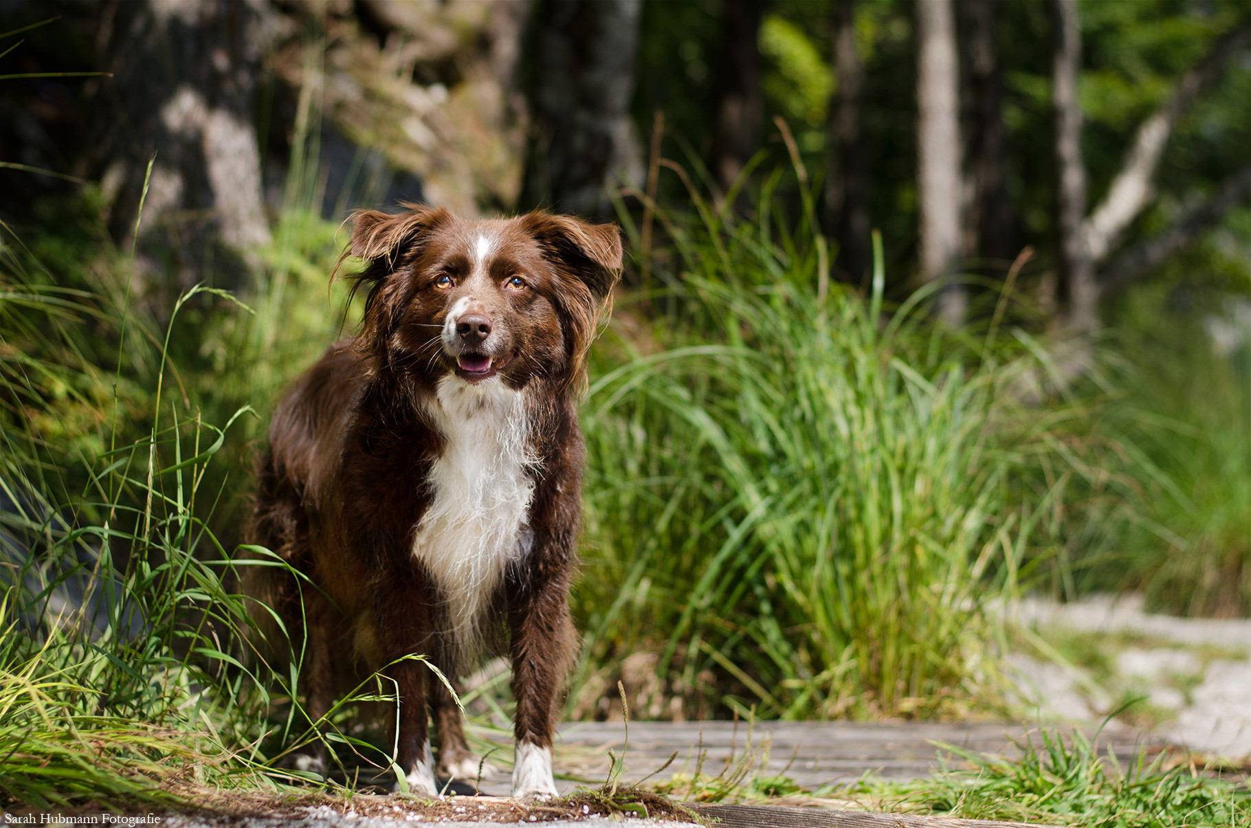 Meine Hunde ♥ - miniaussieneles Jimdo-Page!