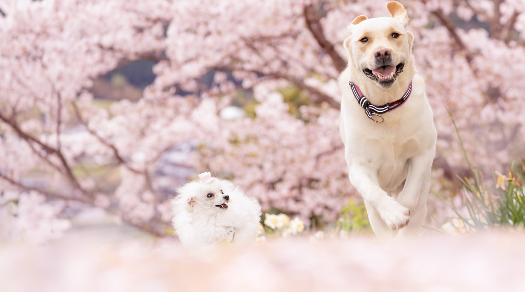 Dog massage Manon - 飼い主さまとわんちゃんを笑顔に