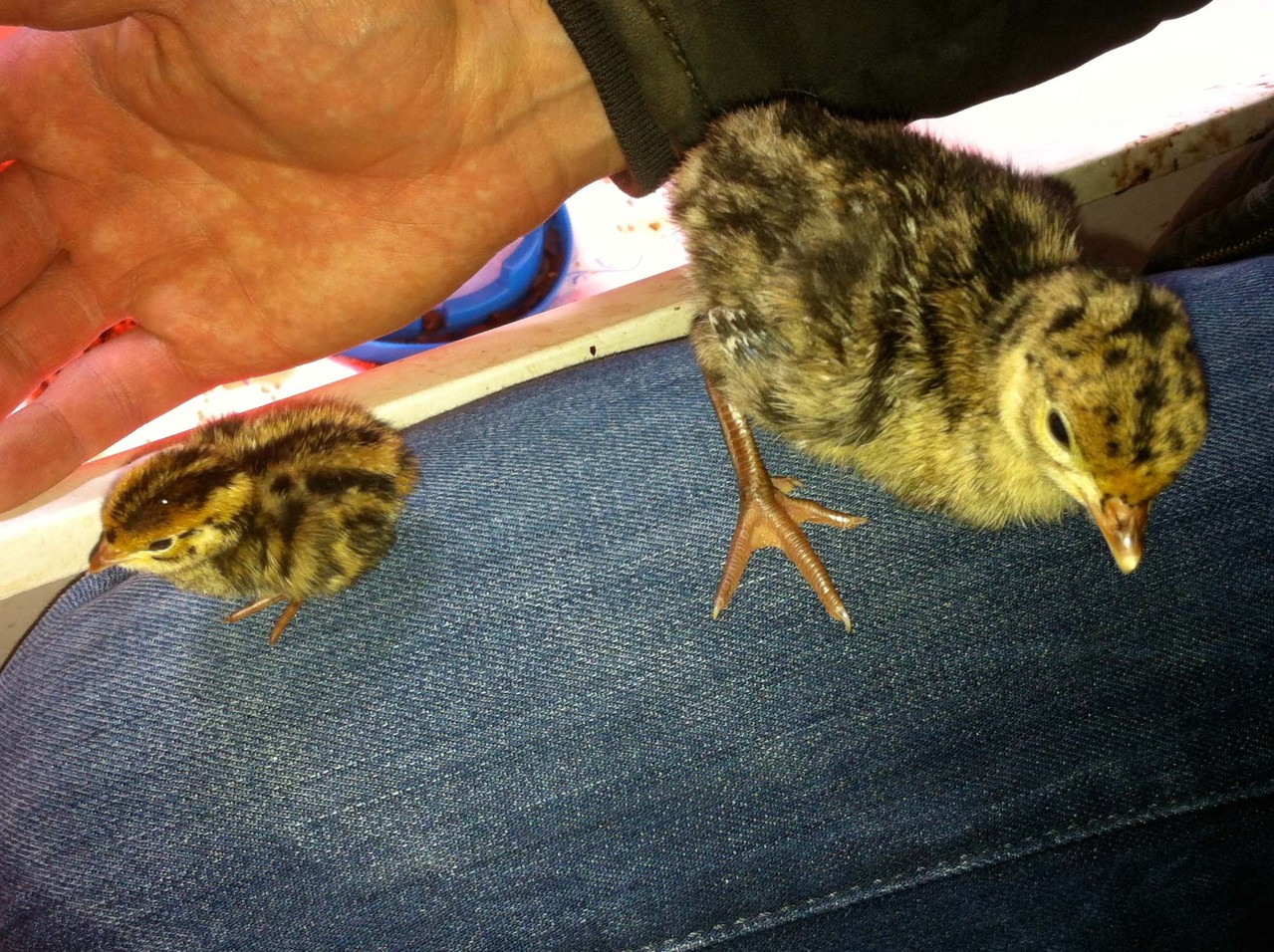 Puten / Truthühner - ourfarm