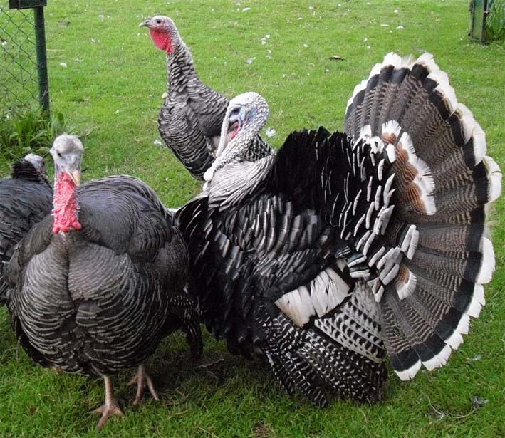 Puten / Truthühner - ourfarm