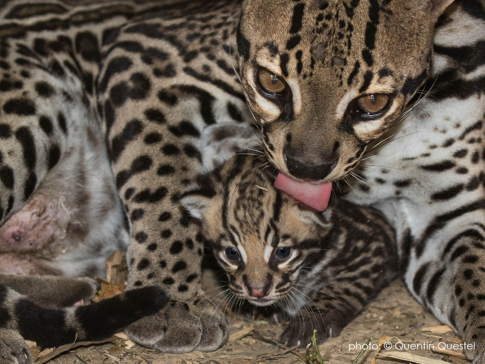 Environmentally Sensitive Species: The Ocelot