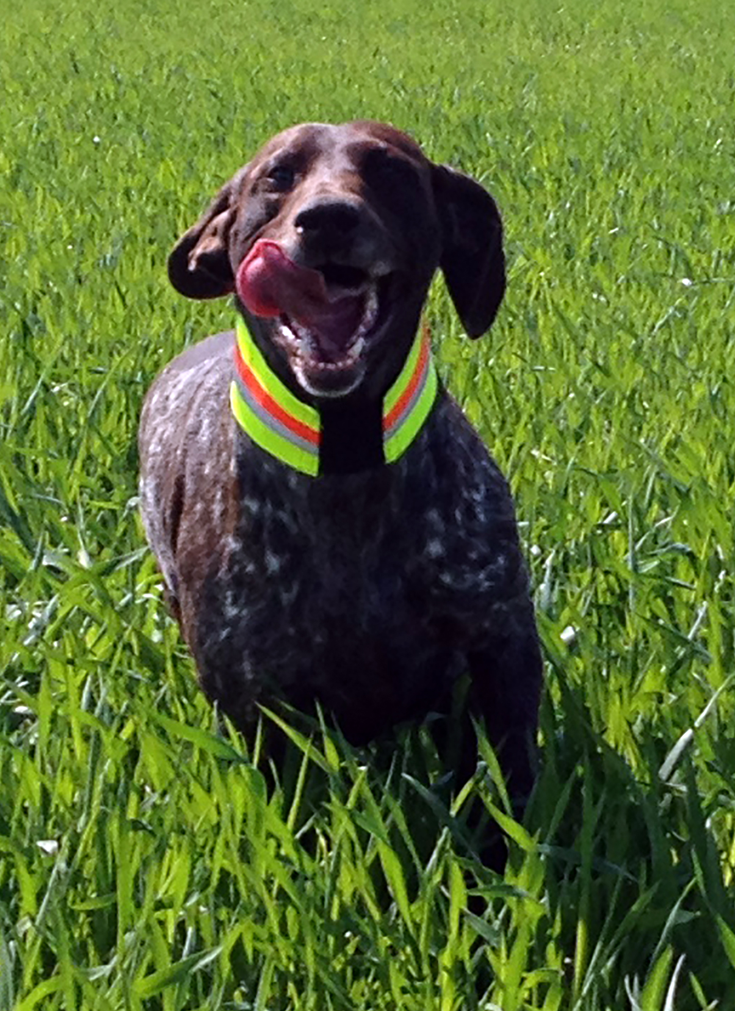 jagdliche Leistungszucht - Deutsch Kurzhaar vom Nordlicht