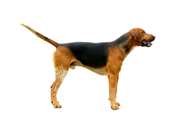 Our Breed Standard - thefoxhoundclubofgreatbritain