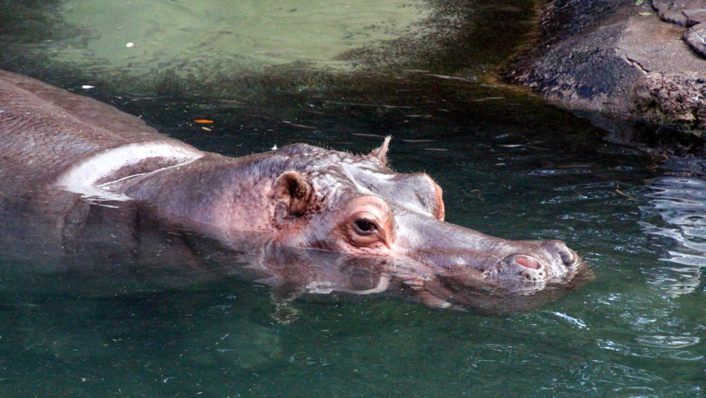 Athi-Galana-Sabaki River - Vacanze e Turismo in Kenya - Viaggio ...
