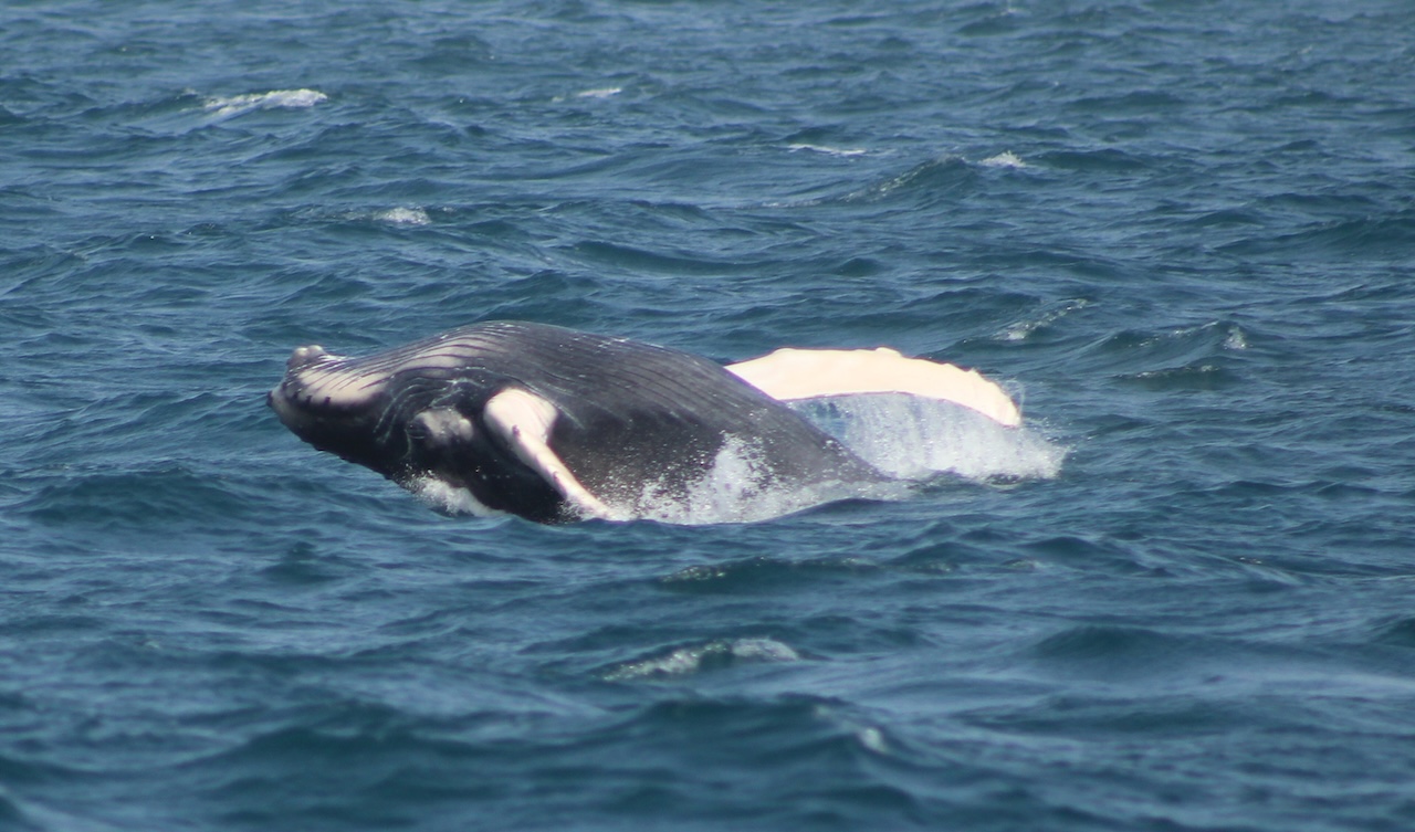 Where whales go, life follows - ECOCV