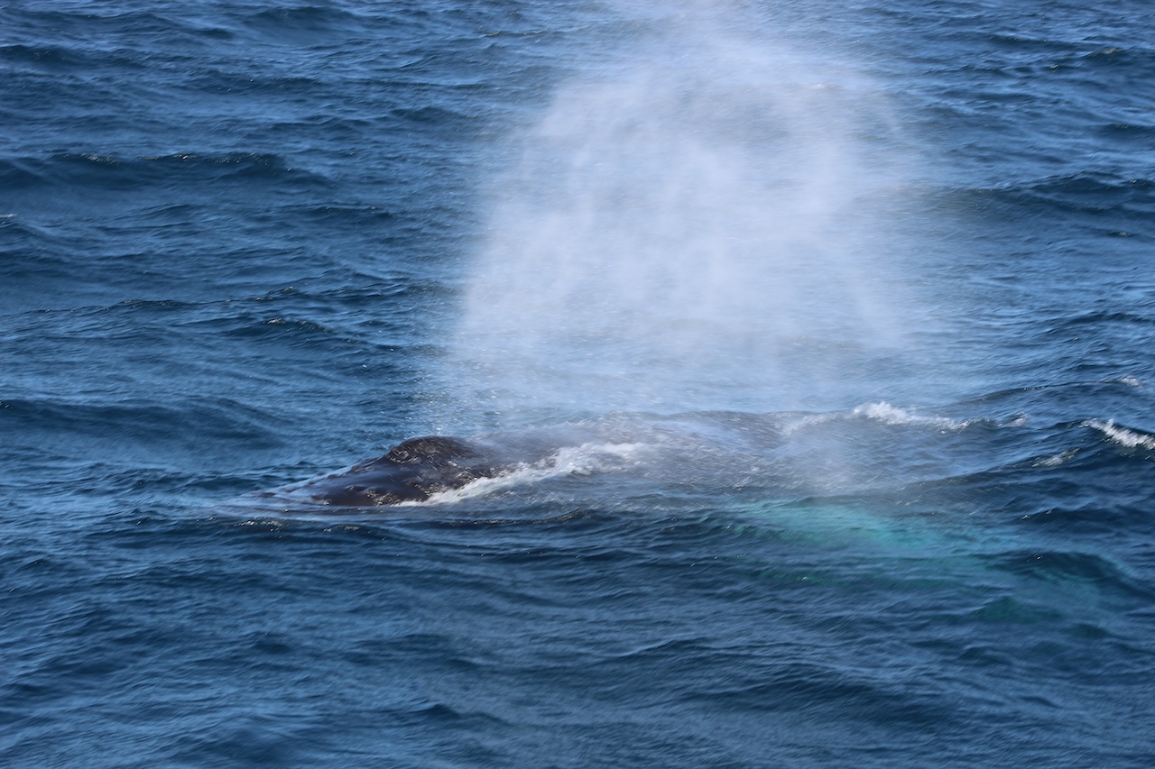 Where whales go, life follows - ECOCV