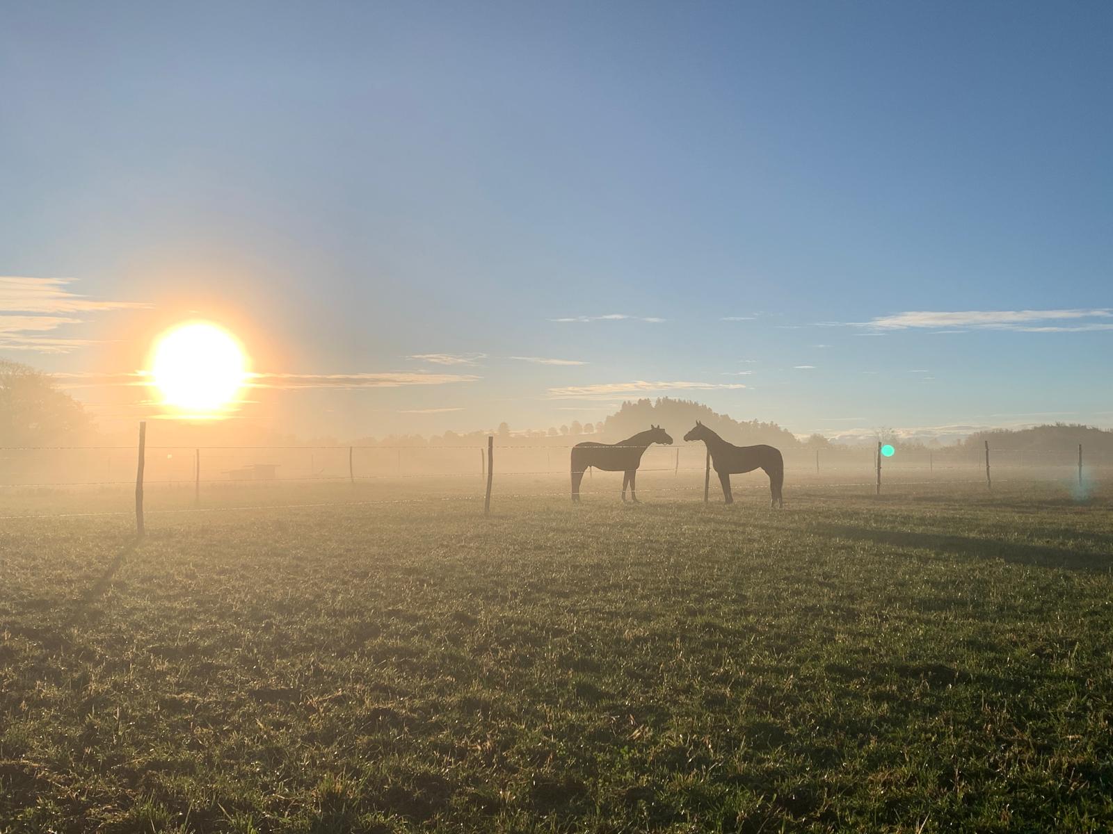 Willkommen - Kathrin Roida - Hofgut Ludwigshöhe