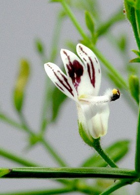 Andrographis paniculata (Bhunimba, Kiryat) - AYURVEDA RHYNER ...