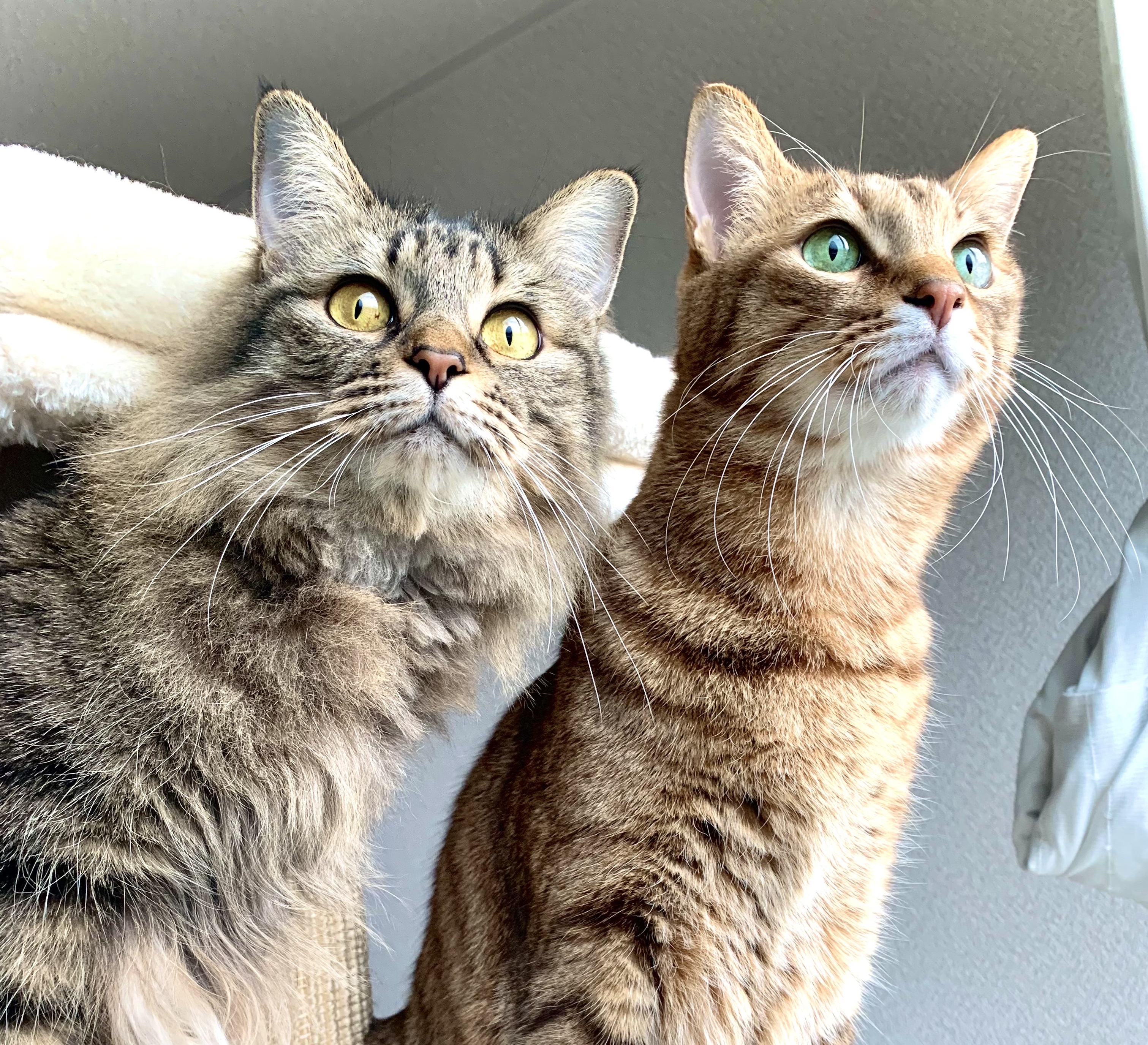 現在募集中のメンバー - standby-animalz 福岡で活動中の動物愛護団体