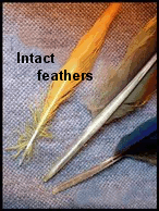 Feather-plucking: causes and treatment - ASAP
