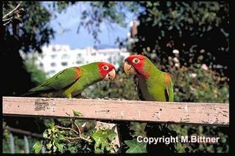 The parrots of San Francisco - ASAP