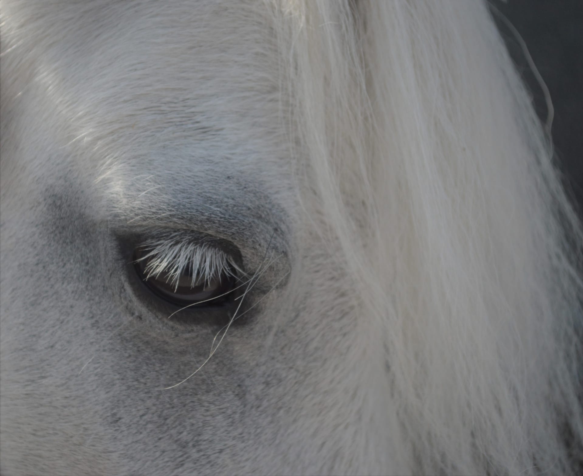 Über mich - equos-librata.ch