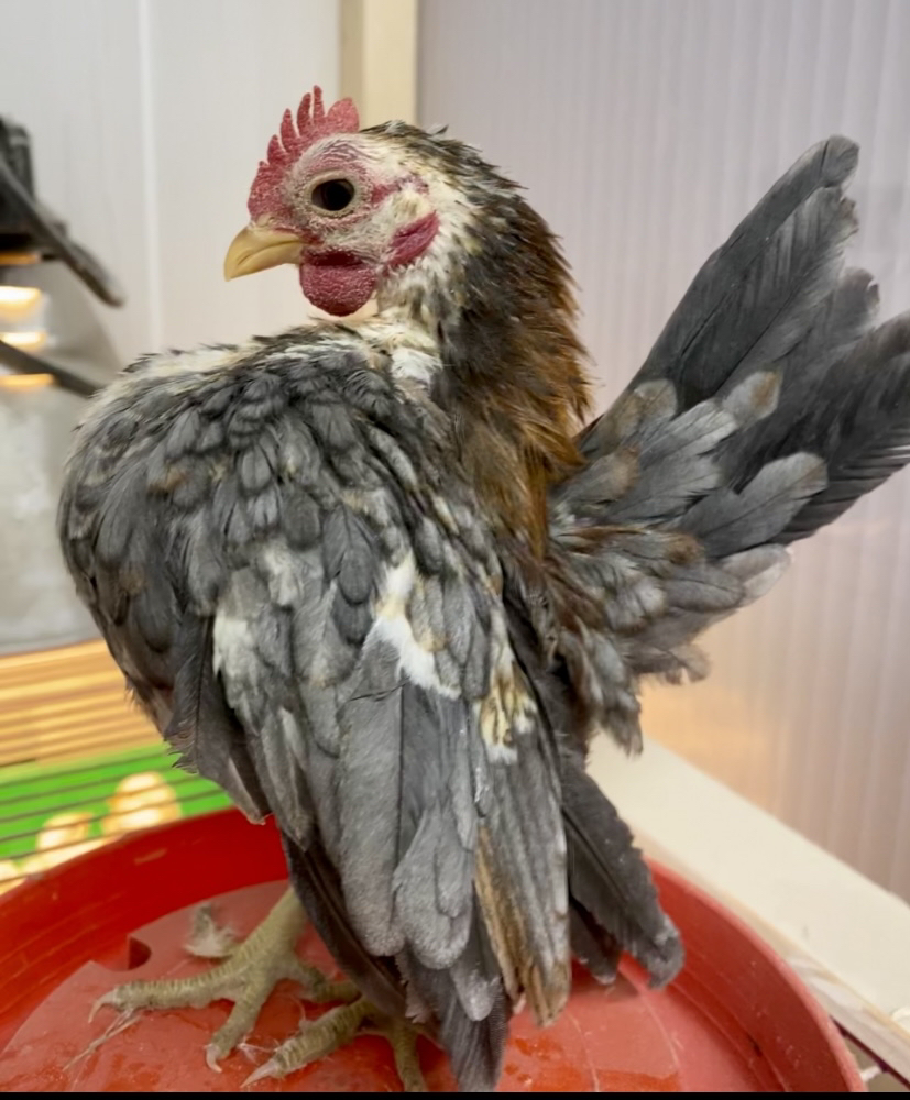 elevage amateur de poule serama,la plus petite poule au monde - elevage ...