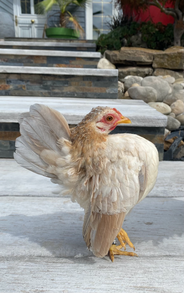 elevage amateur de poule serama,la plus petite poule au monde - elevage ...