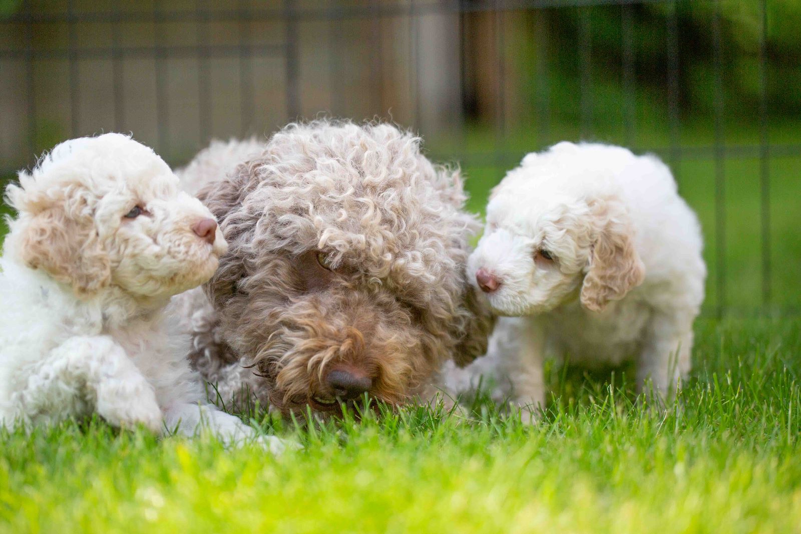 Interesse in een pup? - De Wollige Hond