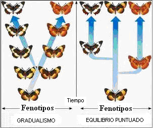 Fenotipo y Genotipo - secundaria Ponciano