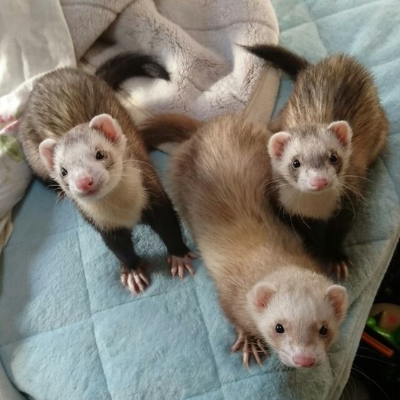 Frettchen - Welches Haustier passt zu mir?