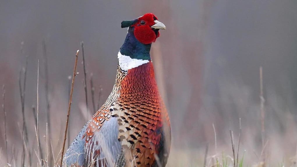 Tarifs Faisans - Eure gibier