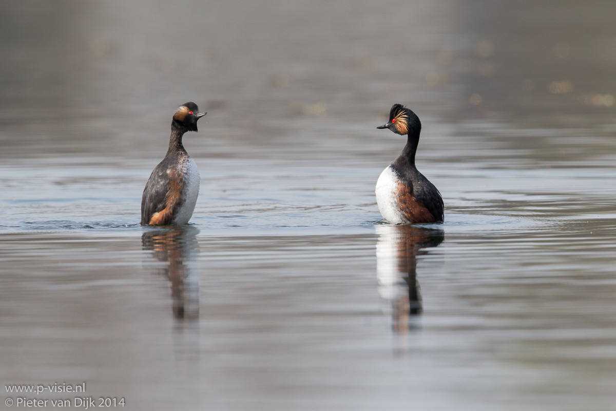 Futen - p-visie Natuurfotografie
