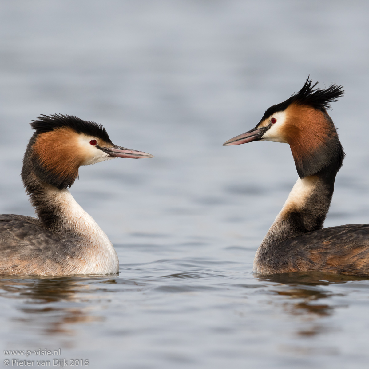 Futen - p-visie Natuurfotografie