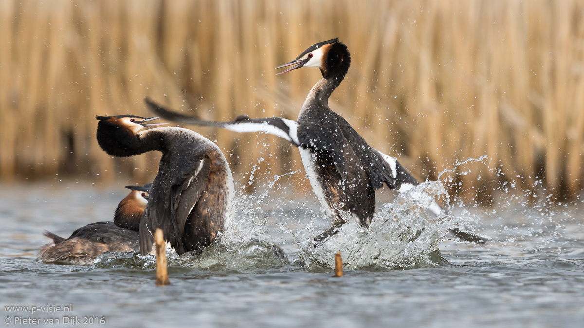 Futen - p-visie Natuurfotografie