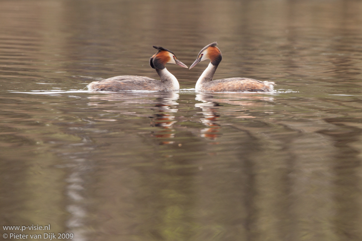 Futen - p-visie Natuurfotografie