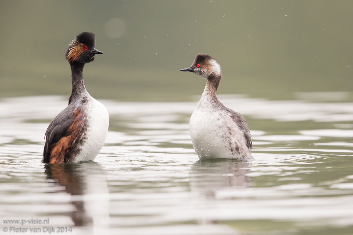 Futen - p-visie Natuurfotografie
