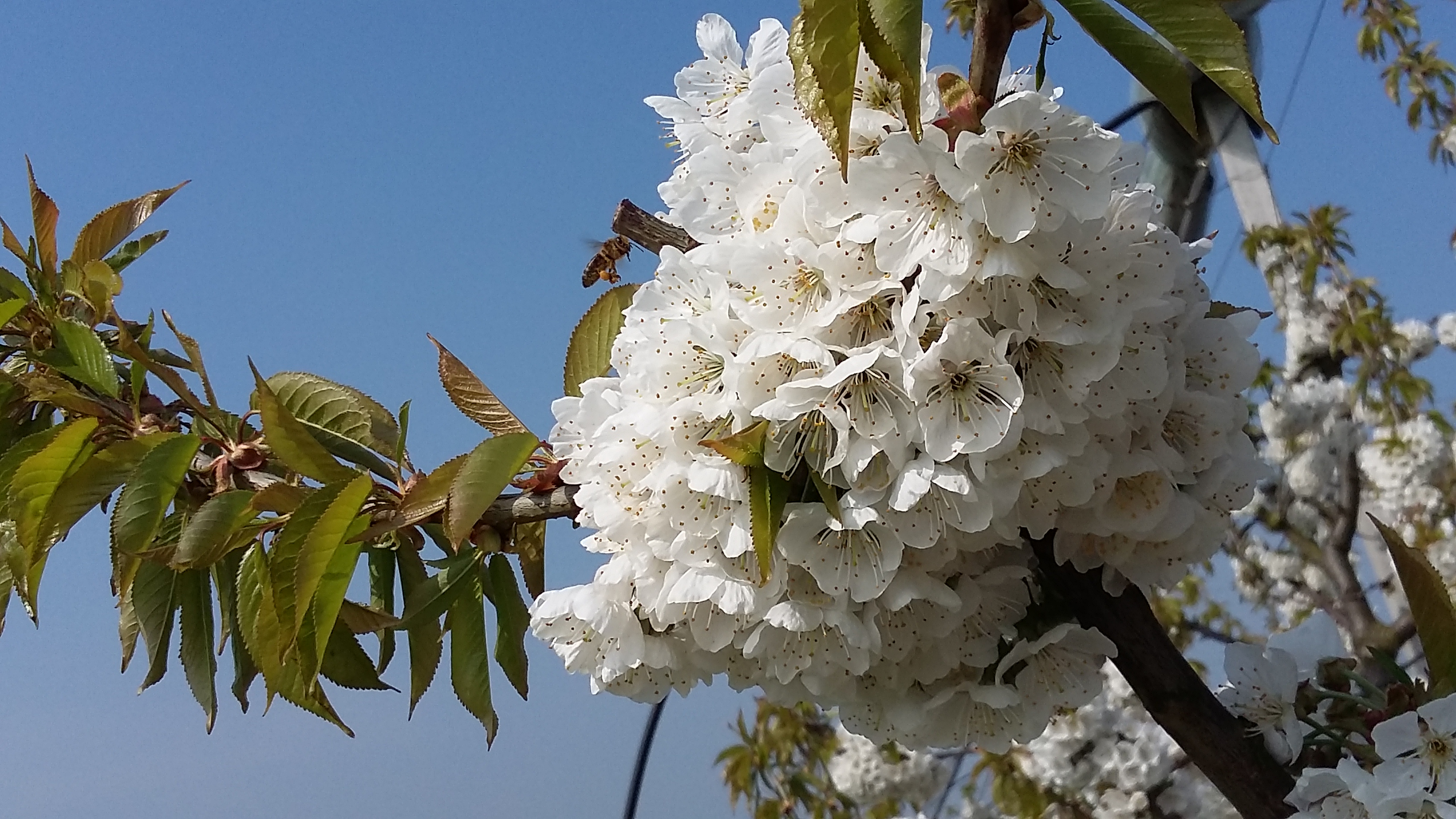 De boomgaard aan de Kornedijk - De website van ariejannyhakkert!