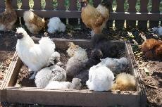 Über die Haltung von Seidenhühnern - WU GU JI - Seidenhühner