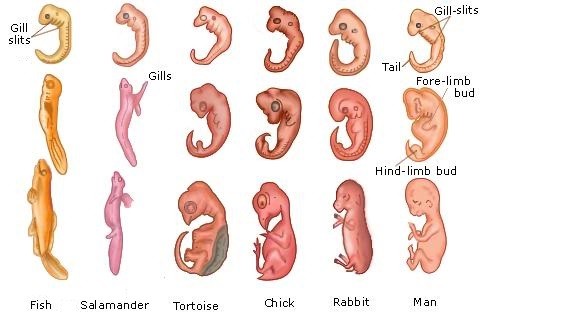 3. Evidences of evolution - Página web de evaprofecmc