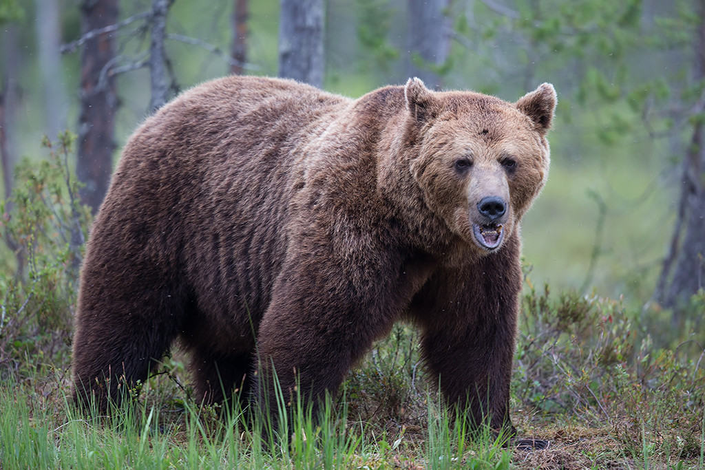 Beren fotograferen in Finland - natuurfoto's van andius teijgeler!