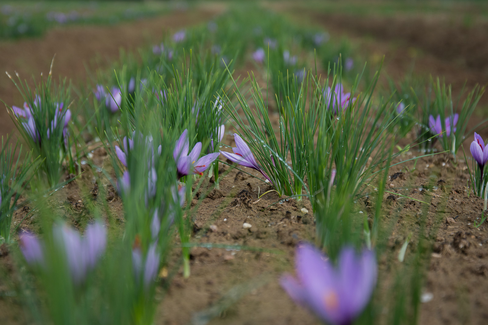 Informations cultural sur le crocus sativus ou crocus à safran - Safran ...