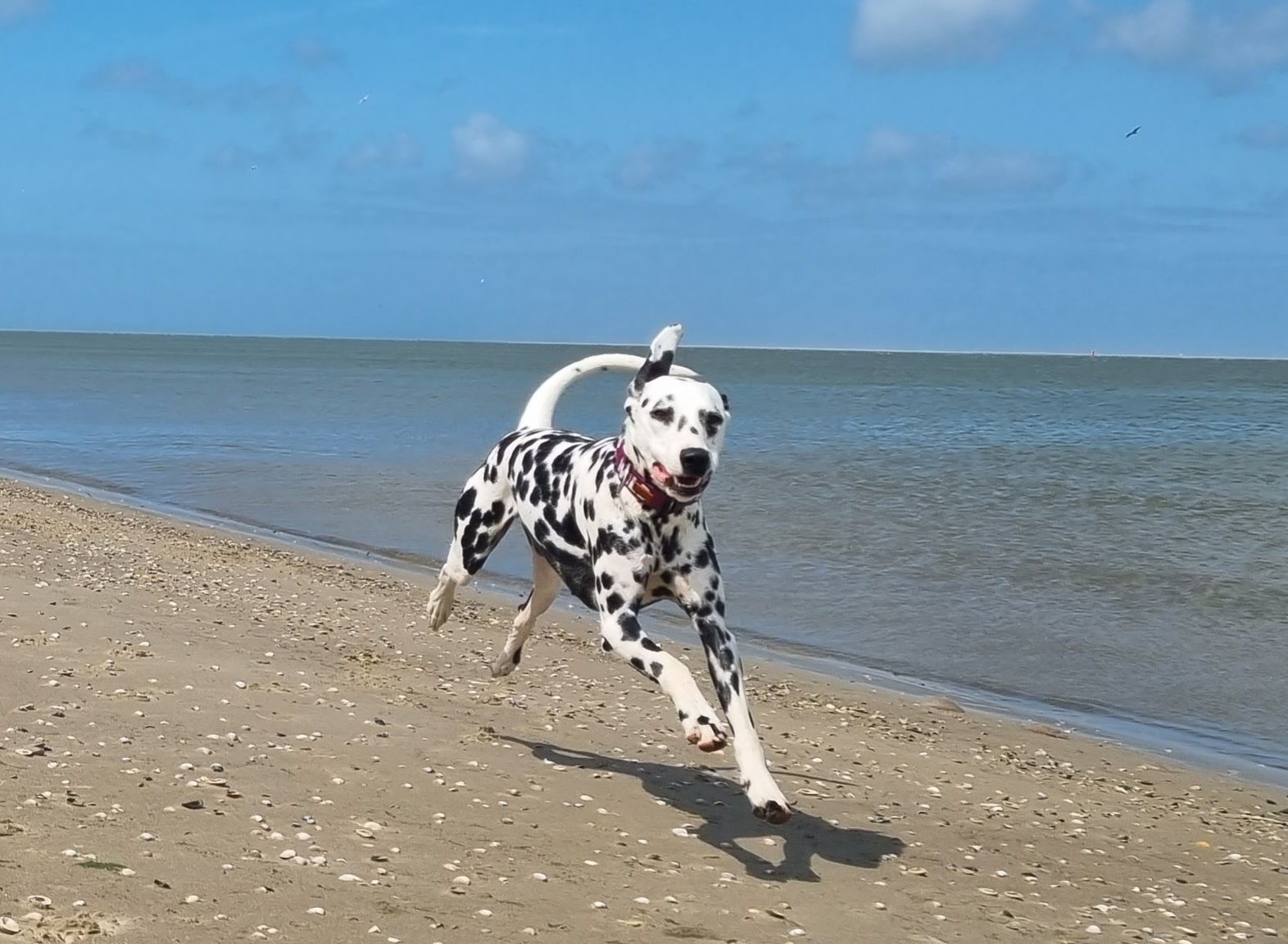 Bacardi Feeling Autumn Rose - 1514921102s Webseite!