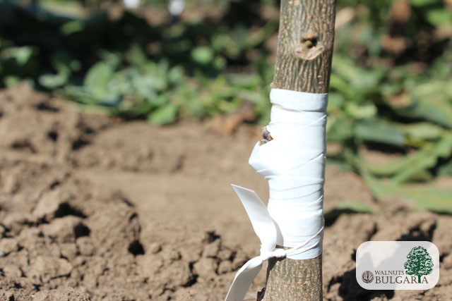 Grafted walnut tree, Walnut sapling, Walnut Nursery Bulgaria - Walnuts ...