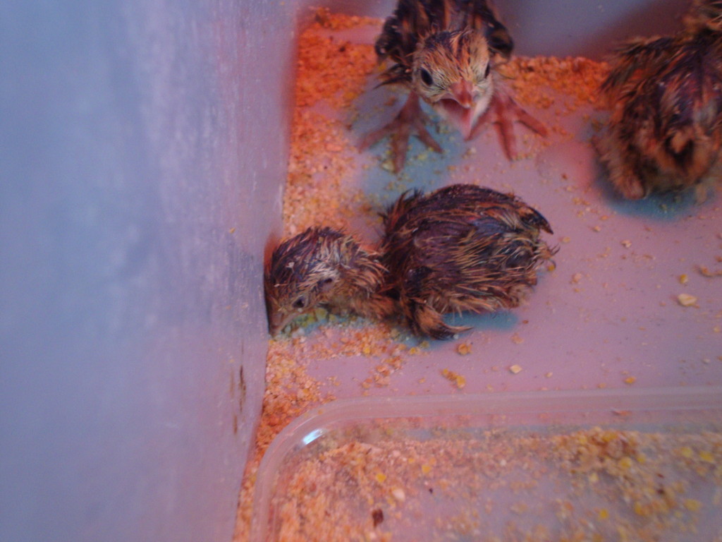 L'élevage des cailles. - L'écho de l'Ecole de Chairière.