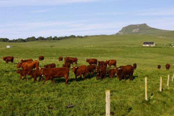 Les vaches Salers - Saint Nectaire fermier