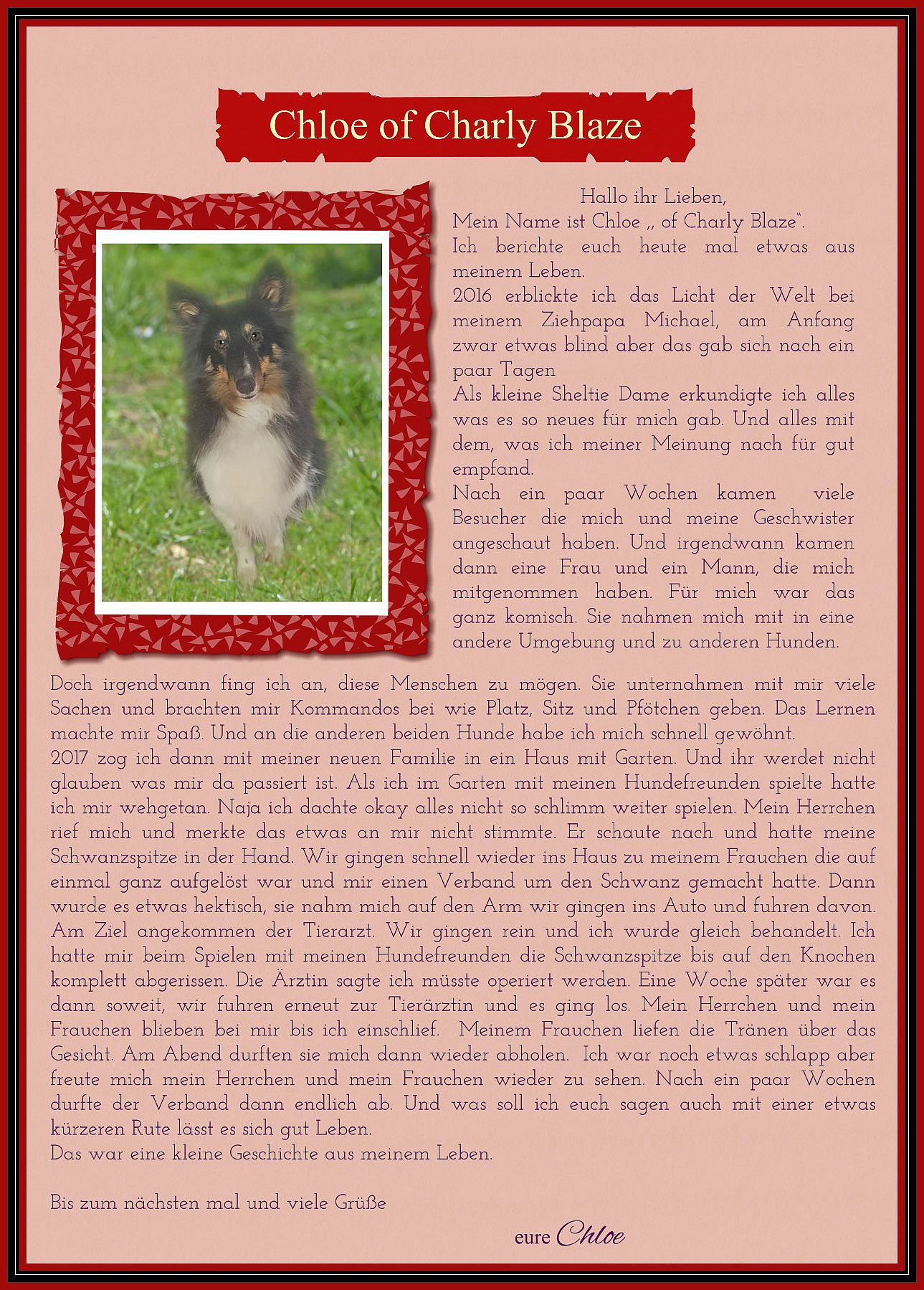 Chloe´s Geschichten - sheltie-klub-deutschlands Webseite!