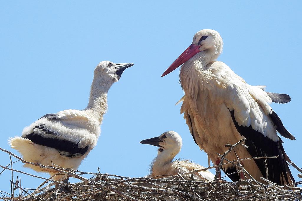 Cigonyes Ipcena - Página web de cigonyes-ipcena