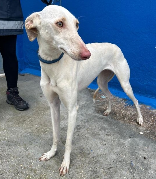 FRAMBUESA - CanisPRO e.V.