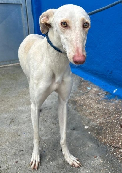 FRAMBUESA - CanisPRO e.V.