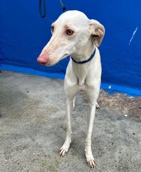 FRAMBUESA - CanisPRO e.V.