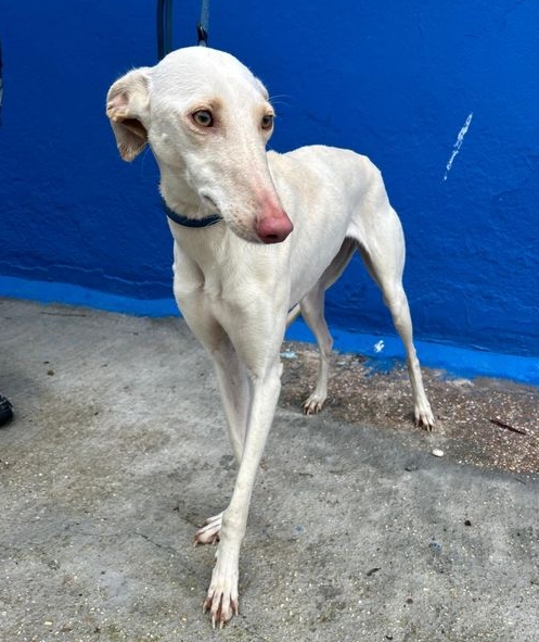 FRAMBUESA - CanisPRO e.V.