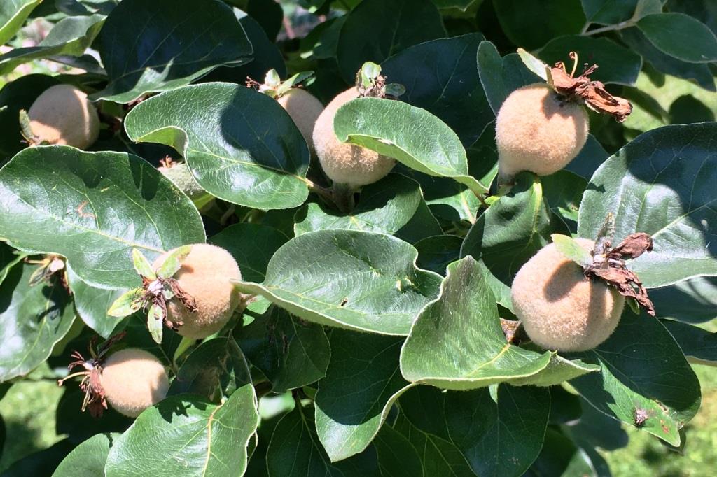 Quitte - Gartenbauverein Lampoding