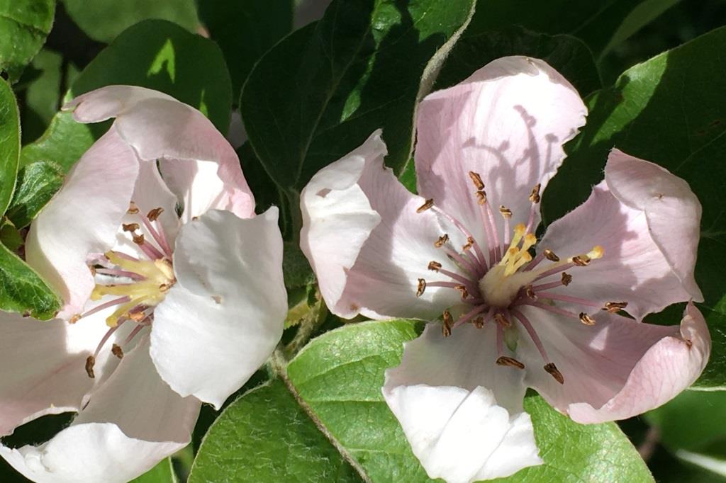 Quitte - Gartenbauverein Lampoding