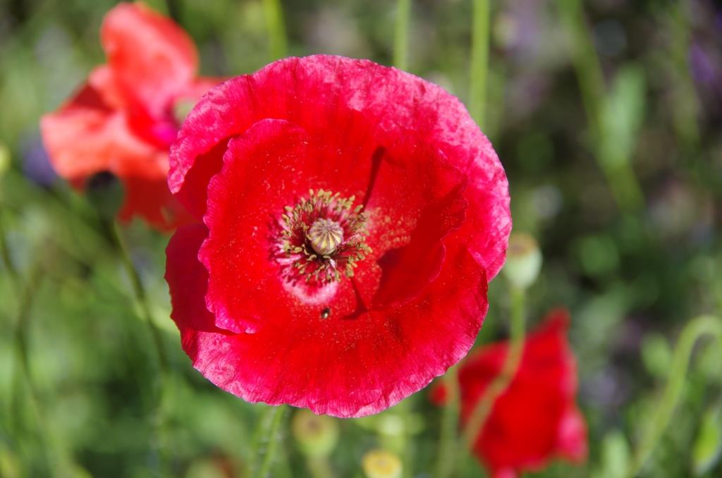 Mohn - Gartenbauverein Lampoding