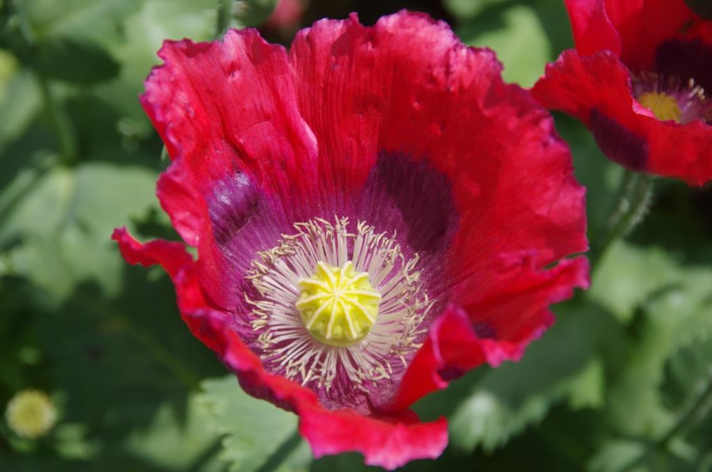 Mohn - Gartenbauverein Lampoding